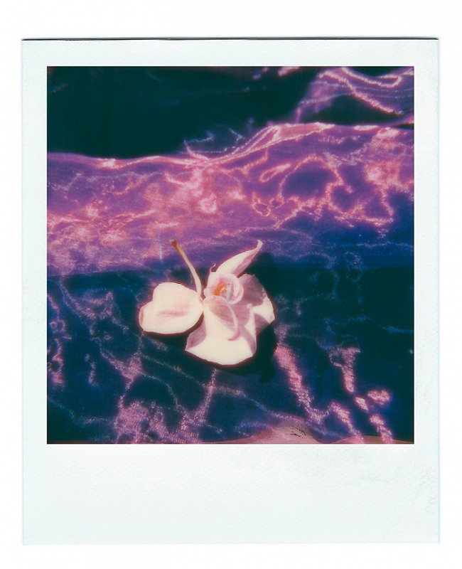 Rose intérieure 6 - May Rohrer Photography