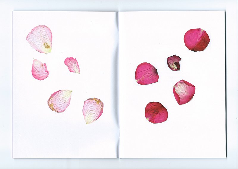 Prologue Rose Intérieure - May Rohrer Photography